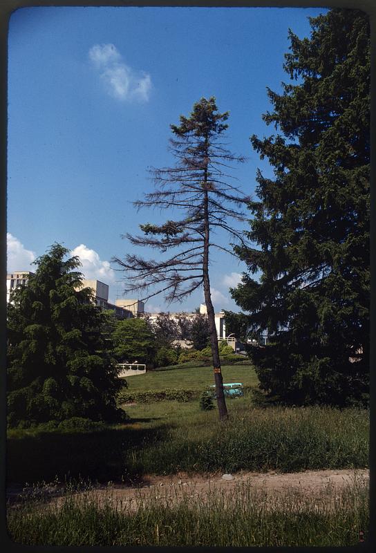 Tree - Digital Commonwealth