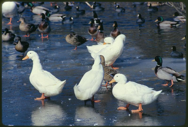 Sandwich, Mass. Birds winter in pollution-free millpond in Sandwich ...