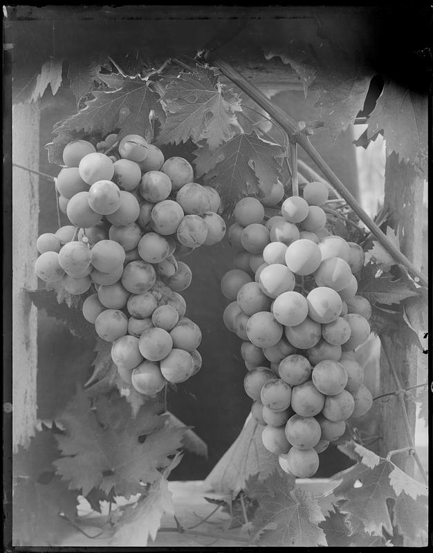 Vitis - Digital Commonwealth