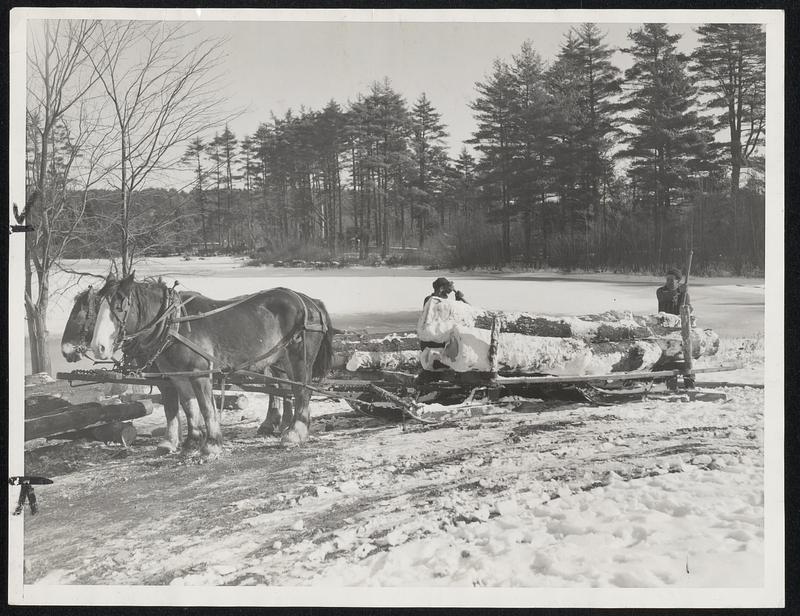 Government Salvage Of Hurricane Timber In New England. Derry N.H.; The ...