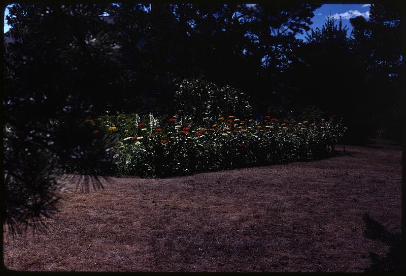 Mrs. Petti's garden OOB [Old Orchard Beach] - Digital Commonwealth