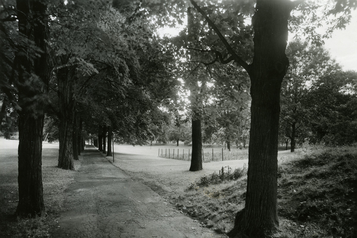 Maple Walk - Digital Commonwealth