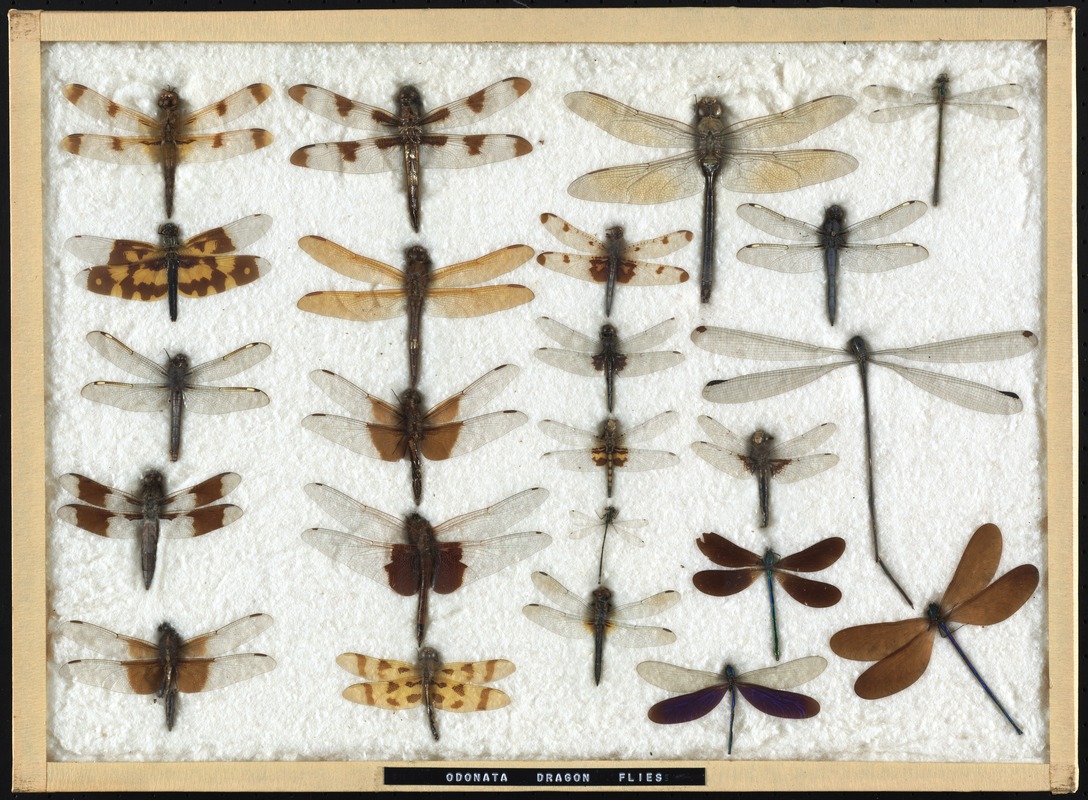 Local and tropical dragonflies - Digital Commonwealth