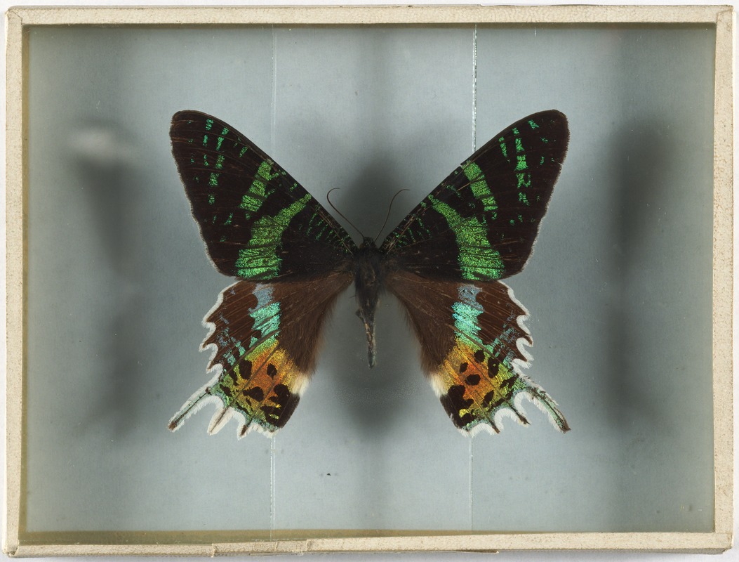 Urania ripheus - Digital Commonwealth