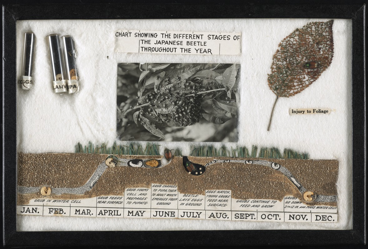 Chart showing the different stages of the Japanese beetle throughout ...