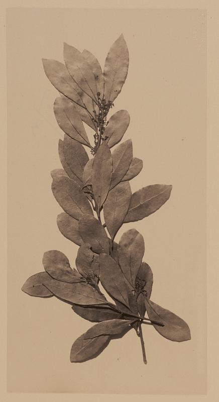 Delphi - branch of bay tree - Digital Commonwealth