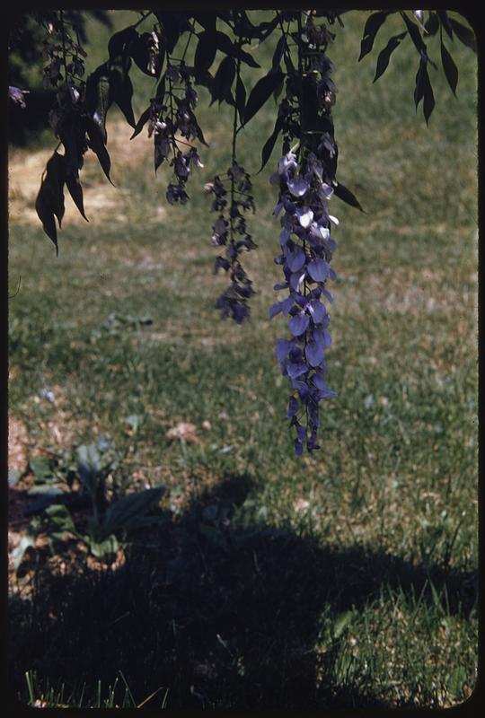 Flowers suspended downward - Digital Commonwealth