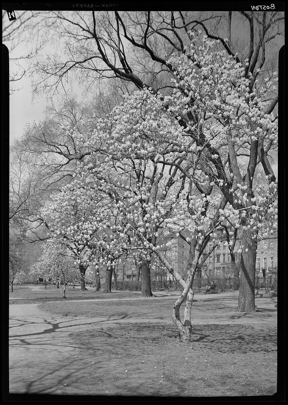 Beacon Street in spring, Boston - Digital Commonwealth