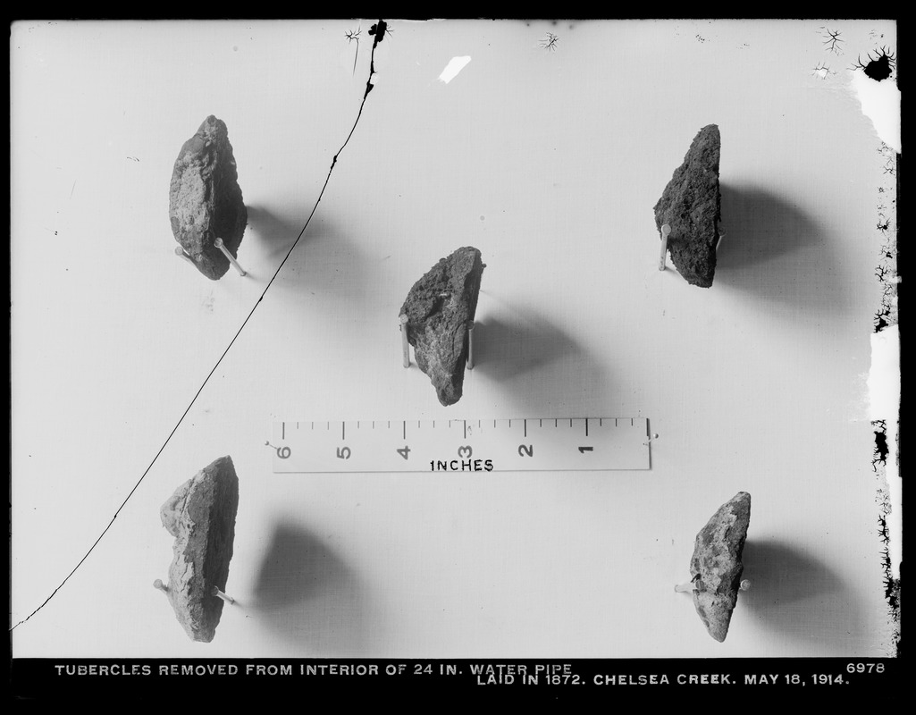 Distribution Department, Low Service Pipe Lines, Tubercles removed from ...