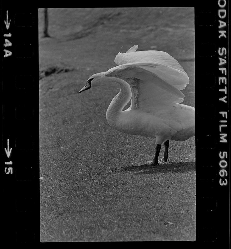 Swan with wings raised - Digital Commonwealth