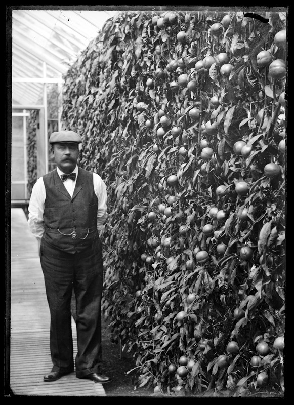 Blantyre: Thomas Proctor in greenhouse - Digital Commonwealth