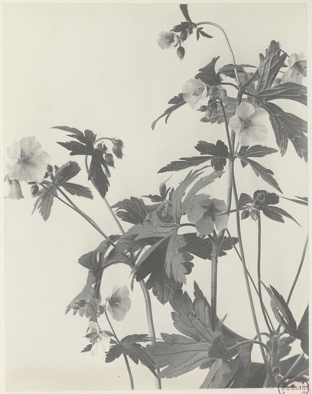 220. Geranium maculatum, wild geranium, wild cranesbill - Digital ...