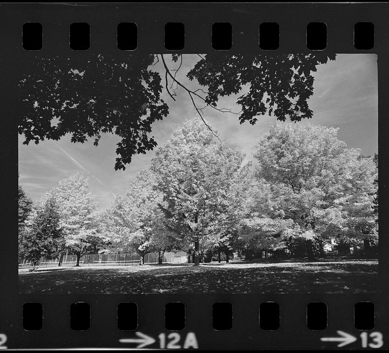 Atkinson Common foliage - Digital Commonwealth
