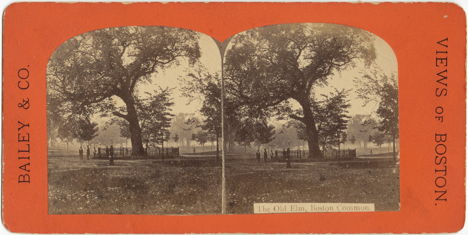 The Old Elm, Boston Common - Digital Commonwealth