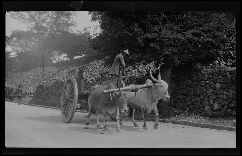 Ox cart, Singapore - Digital Commonwealth