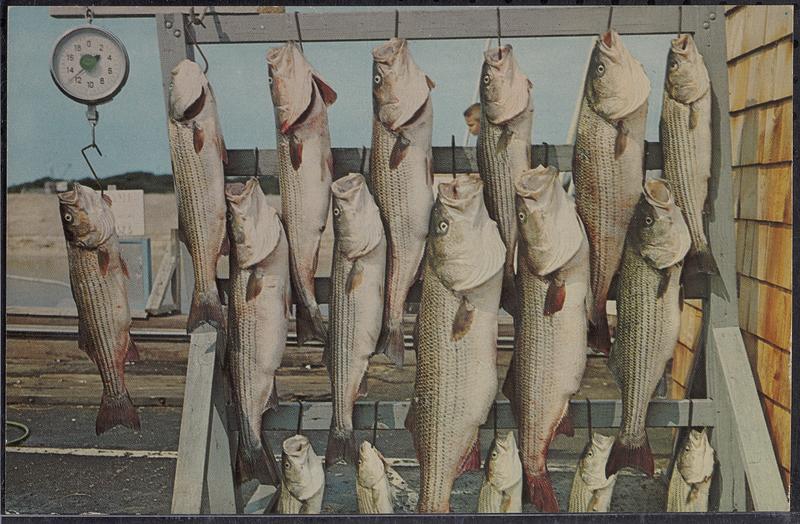 Striped bass caught in Cape Cod Bay - Digital Commonwealth