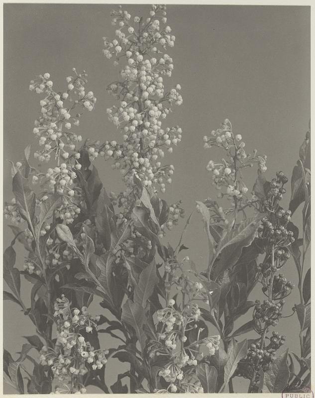 89. Lyonia ligustrina, male berry - Digital Commonwealth