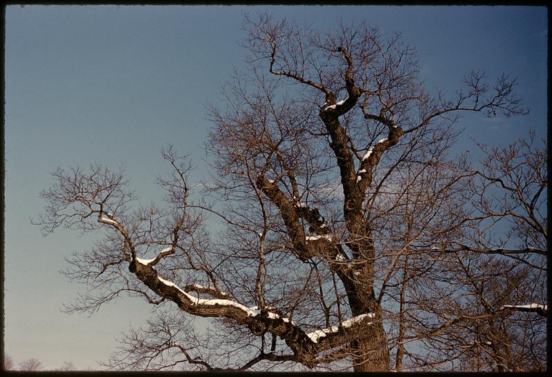 Large bare tree, Arnold Arboretum - Digital Commonwealth