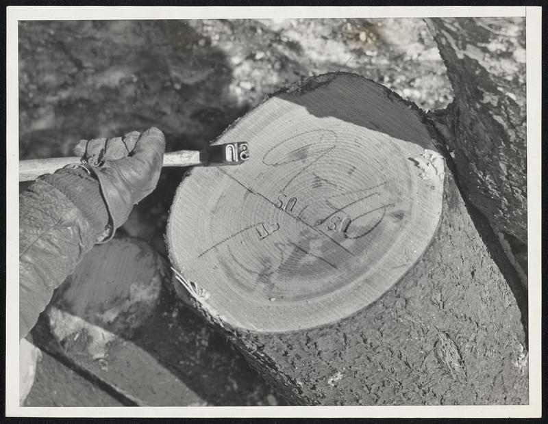 Government Salvage of Hurricane Timber in New England. Adams Pond Derry ...