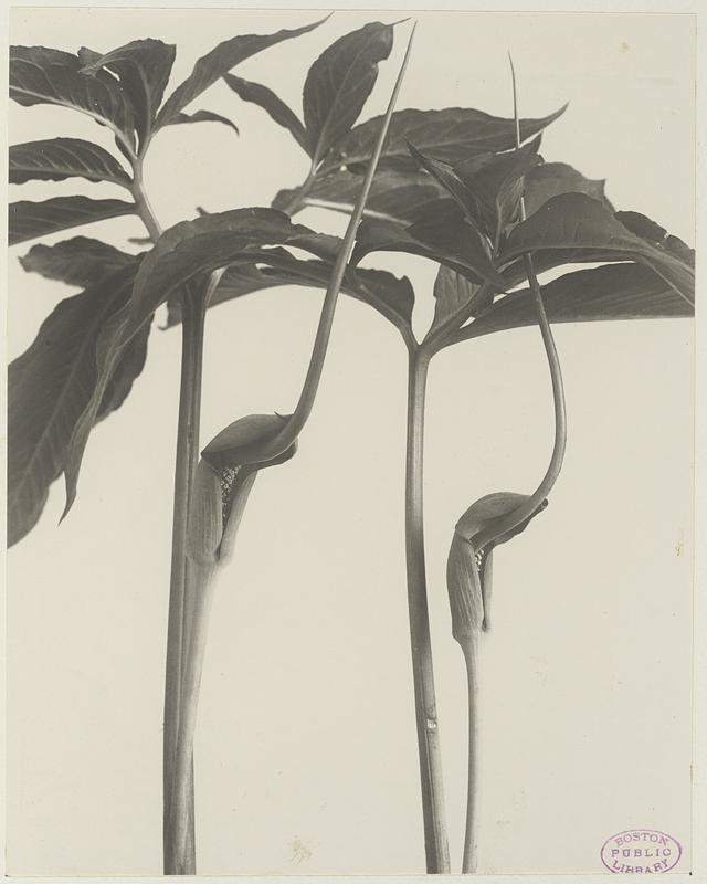 326. Arisaema dracontium, green dragon, dragon root - Digital Commonwealth