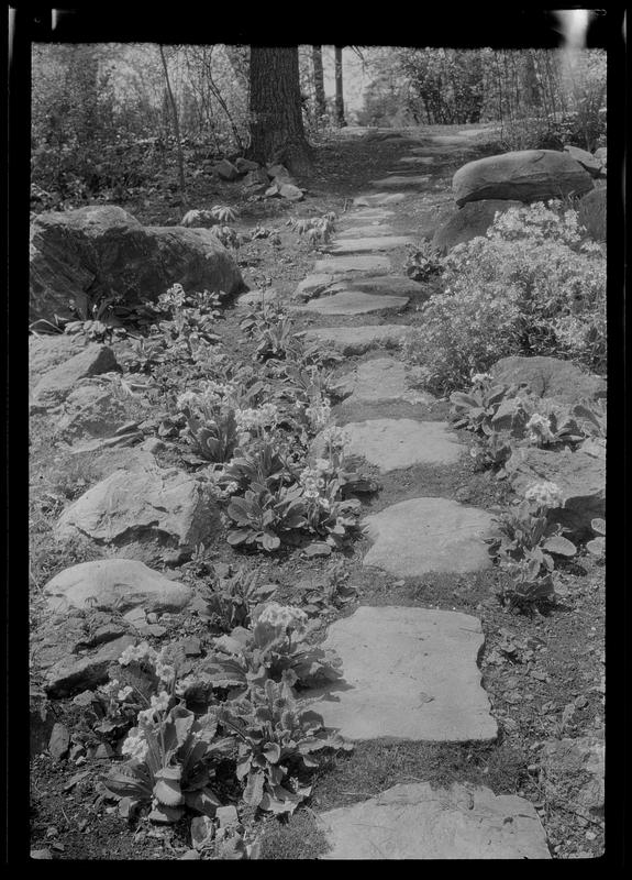Primrose path in Mrs. Sprague's rock garden (vert.) - Digital Commonwealth