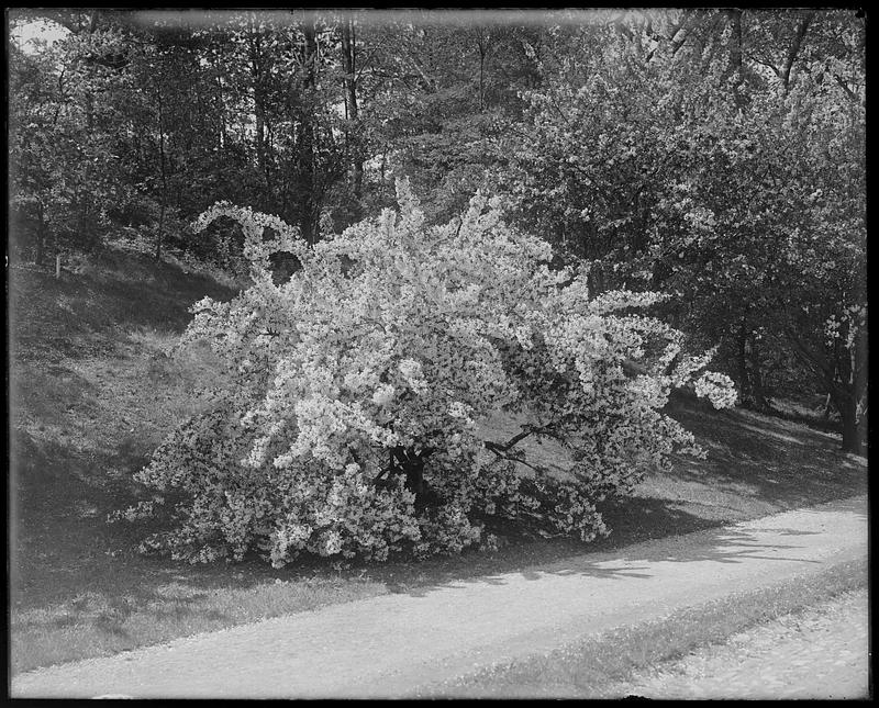 Malus arnoldiana - Digital Commonwealth