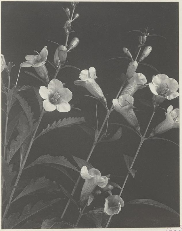 200. Gerardia virginica, smooth false foxglove - Digital Commonwealth