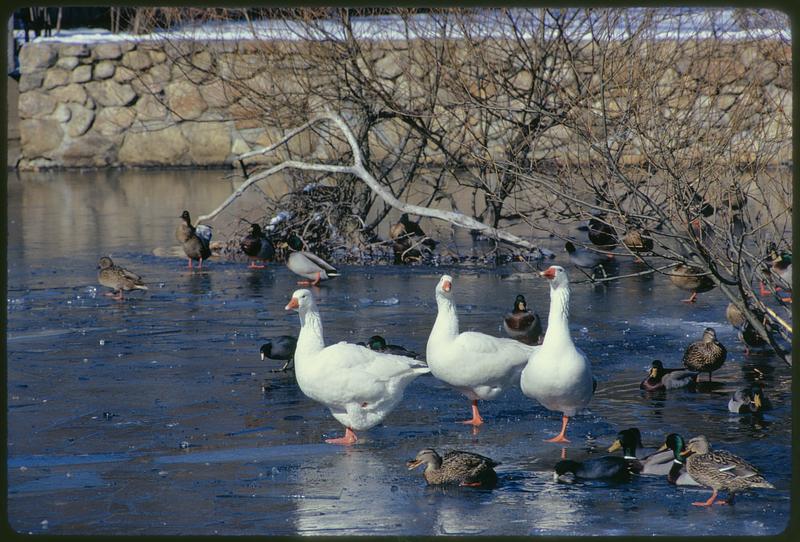 Sandwich, Mass. Birds winter in pollution-free millpond in Sandwich ...