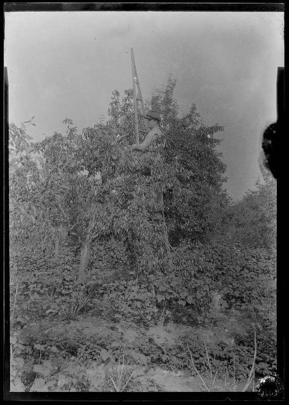 Peaches, picking - Digital Commonwealth