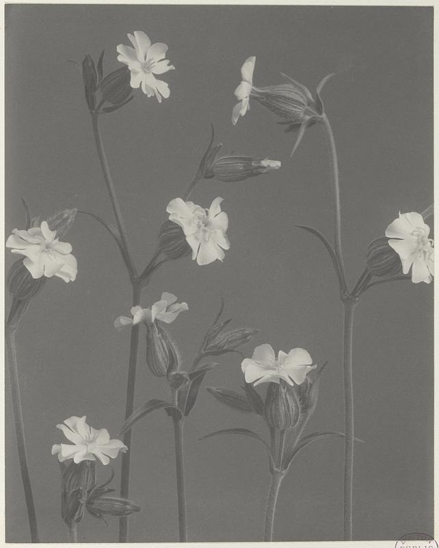 137. Lychnis alba, white campion, evening lychnis - Digital Commonwealth