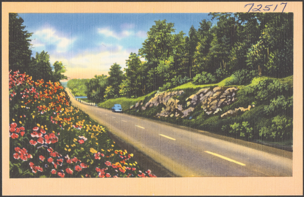 Tree and flower-lined road - Digital Commonwealth