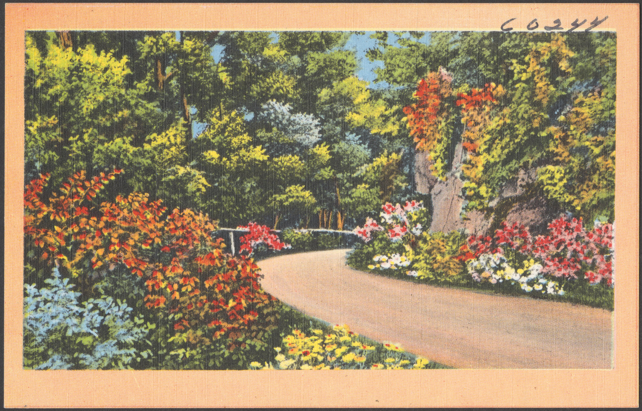 Tree and flower-lined road - Digital Commonwealth