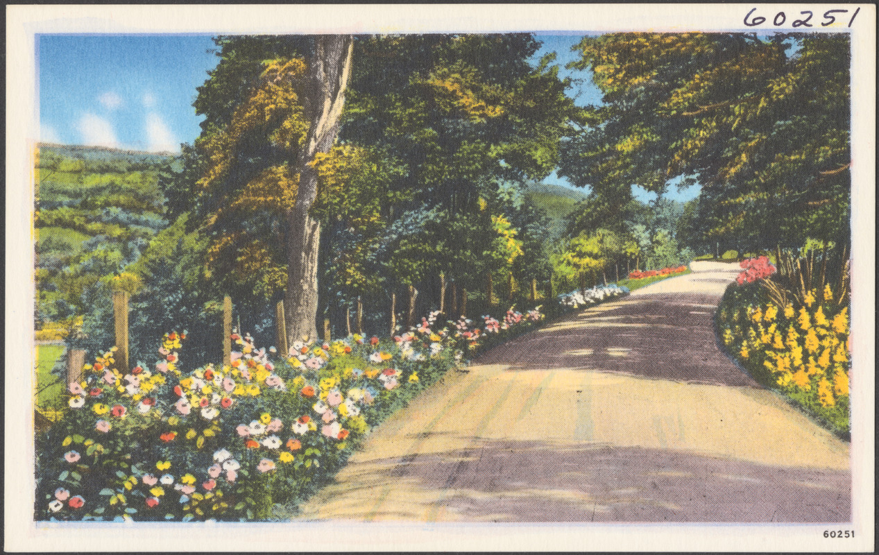 Tree and flower-lined road - Digital Commonwealth
