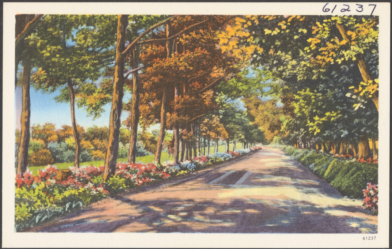 Tree and flower-lined road - Digital Commonwealth