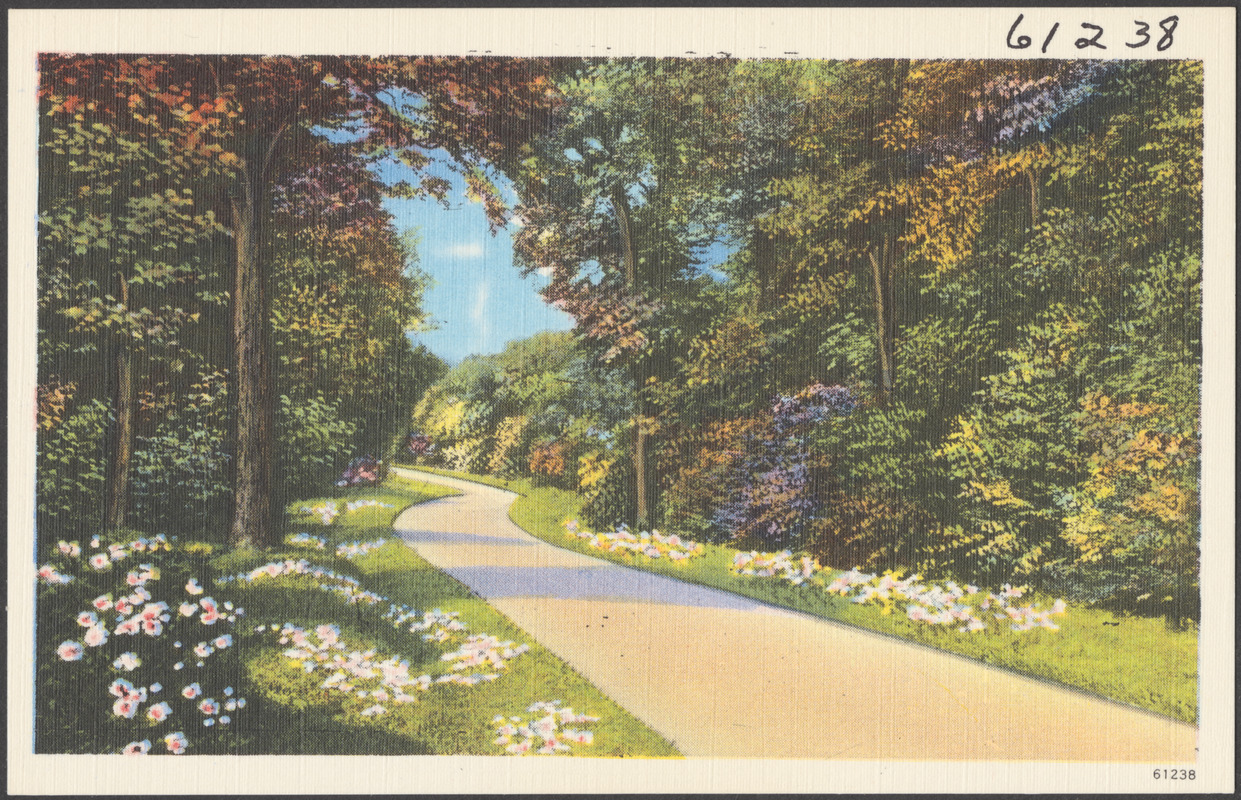 Tree and flower-lined road - Digital Commonwealth