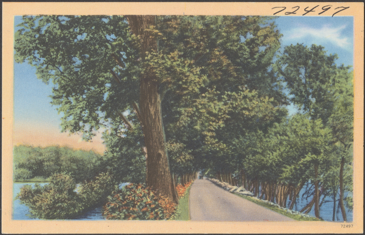 Tree-lined road, bodies of water on both sides - Digital Commonwealth
