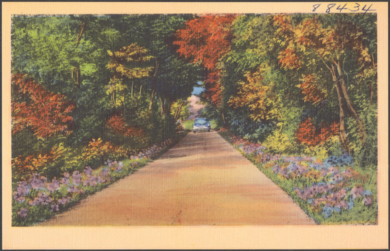 Car driving down a tree and flower-lined road - Digital Commonwealth