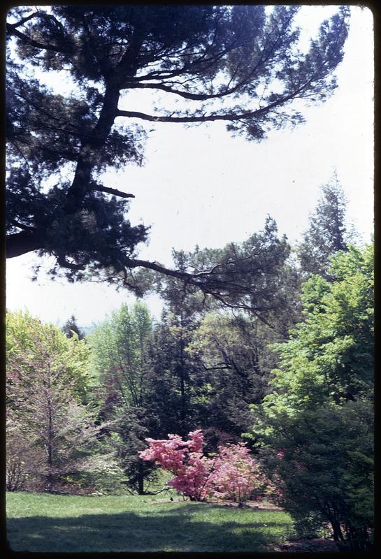 Arbor. - Digital Commonwealth