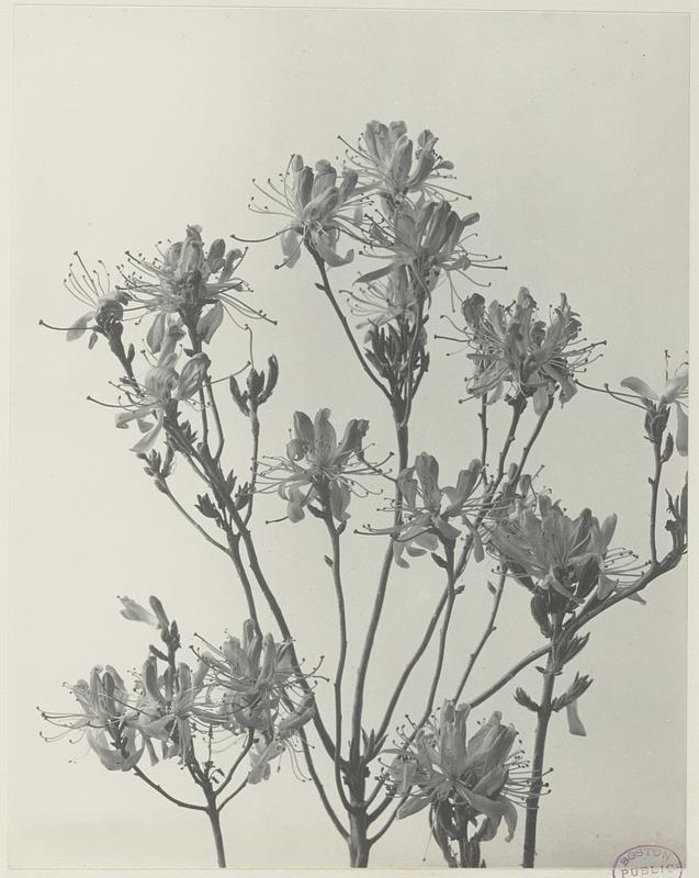 83. Rhododendron canadense, rhodora - Digital Commonwealth