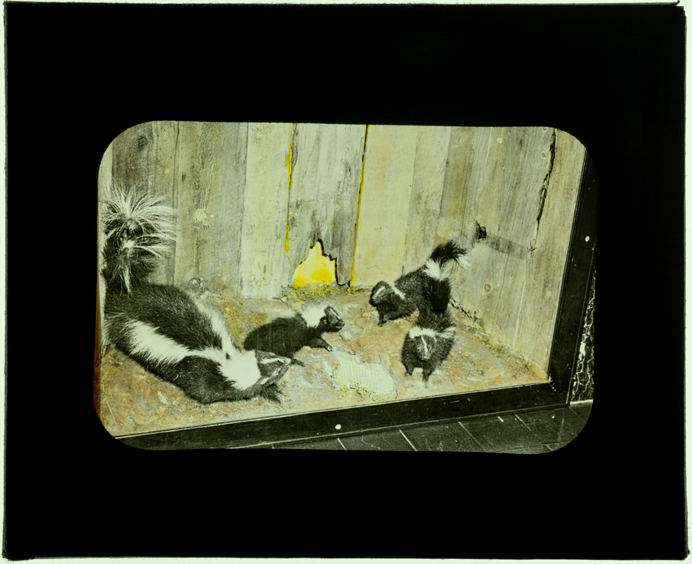 143 Skunks in Mammal Room (utilization of fireplace for exhibit ...