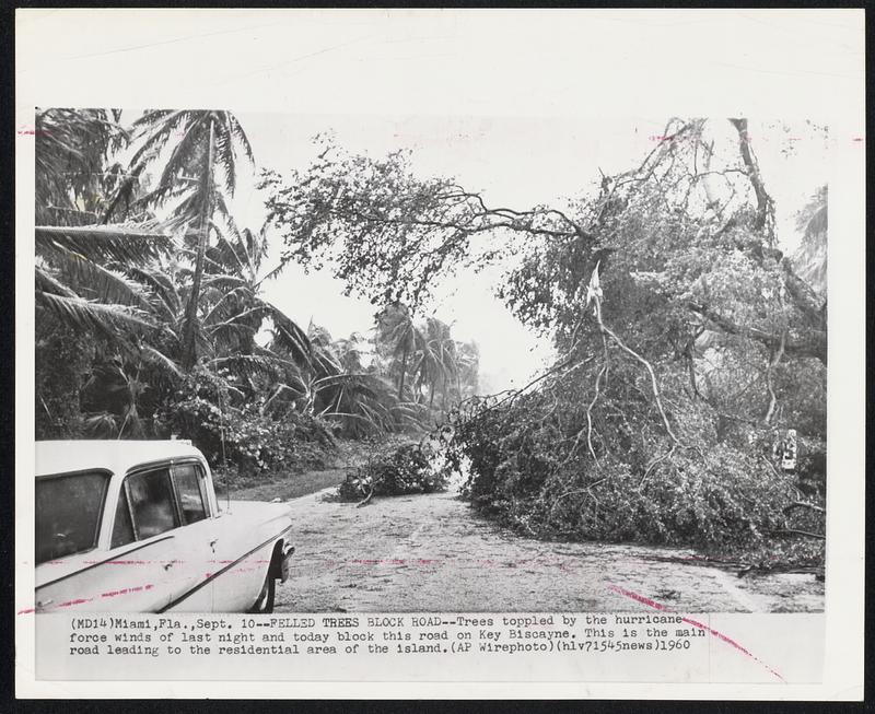 Felled Trees Block Road--Trees toppled by the hurricane force winds of ...