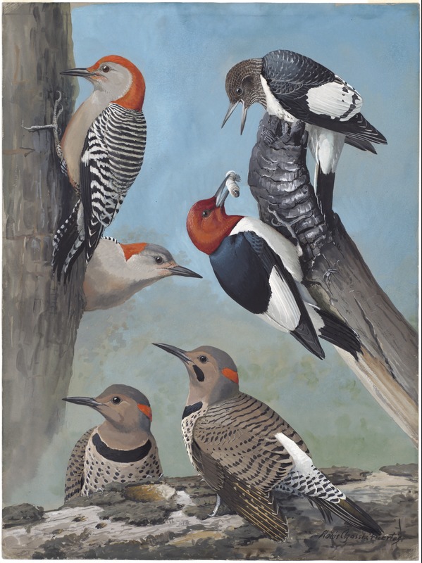 Plate 52: Red-bellied Woodpecker, Red-headed Woodpecker, Northern ...
