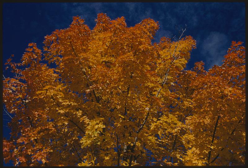 Fall foliage - Digital Commonwealth