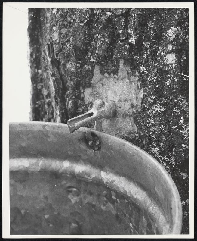 So. Woodstock, Vermont. A closeup of the tap that is put into a maple ...