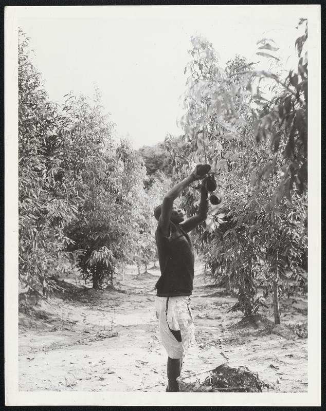 A Leper Picks Fruit. Shown picking fruit from the Chaulmoogra oil, or ...