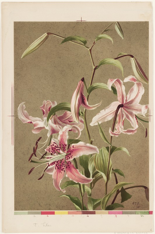 Japan lily - Digital Commonwealth