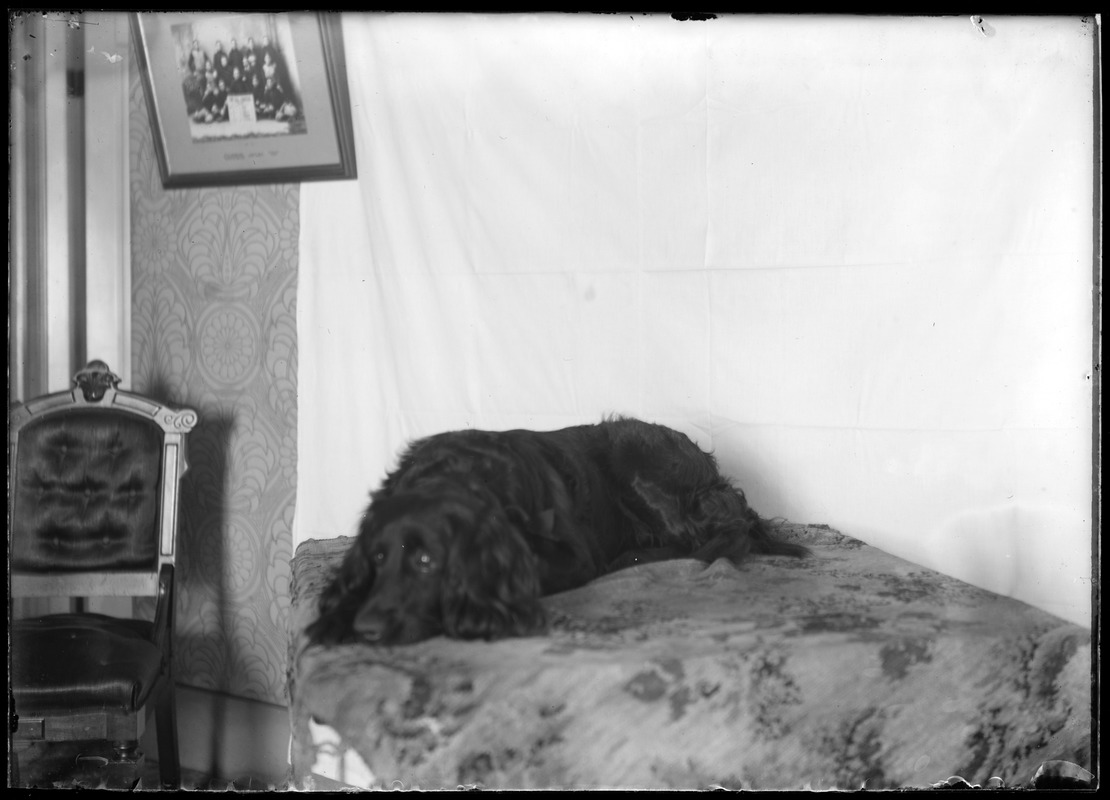 George Bullard's dog 2 - Digital Commonwealth