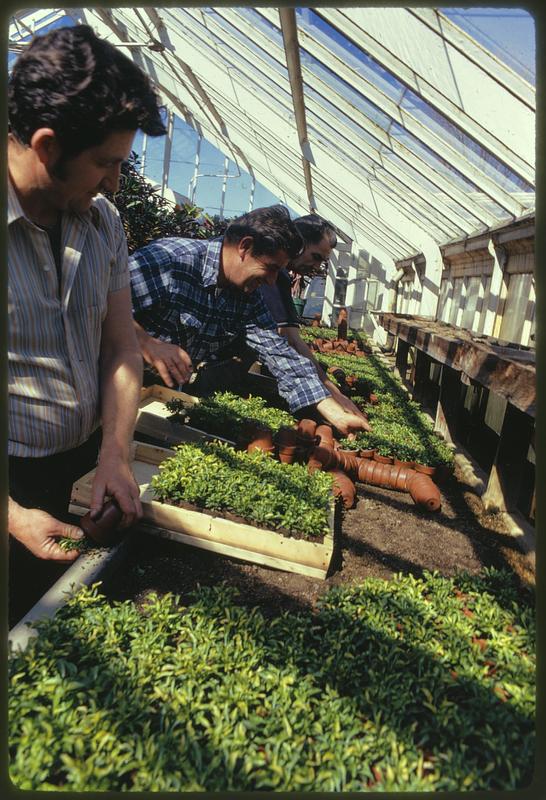 City of Boston Greenhouses at Franklin Park - Digital Commonwealth