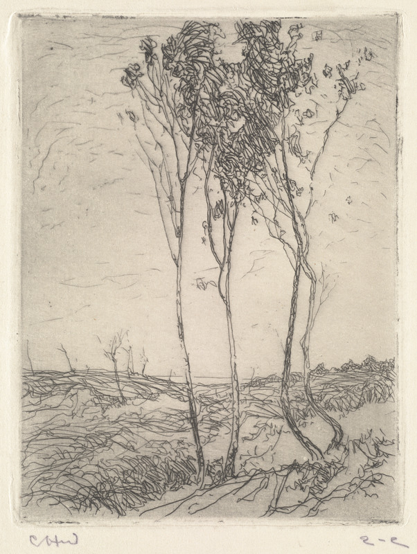 Four thin trees - Digital Commonwealth