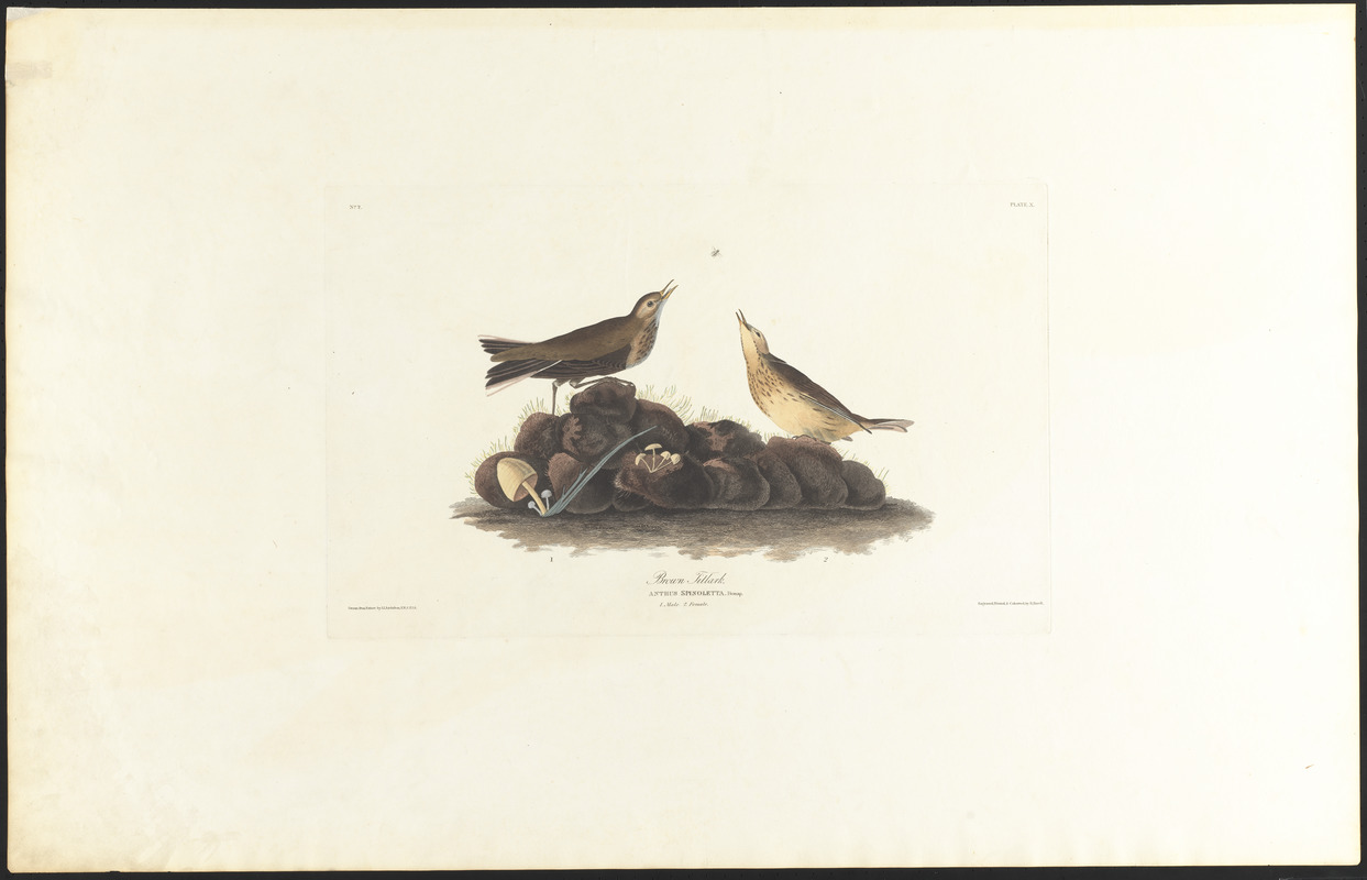 Brown titlark : Anthus spinoletta, Bonap. 1, Male. 2, Female. c.1 v.1 ...